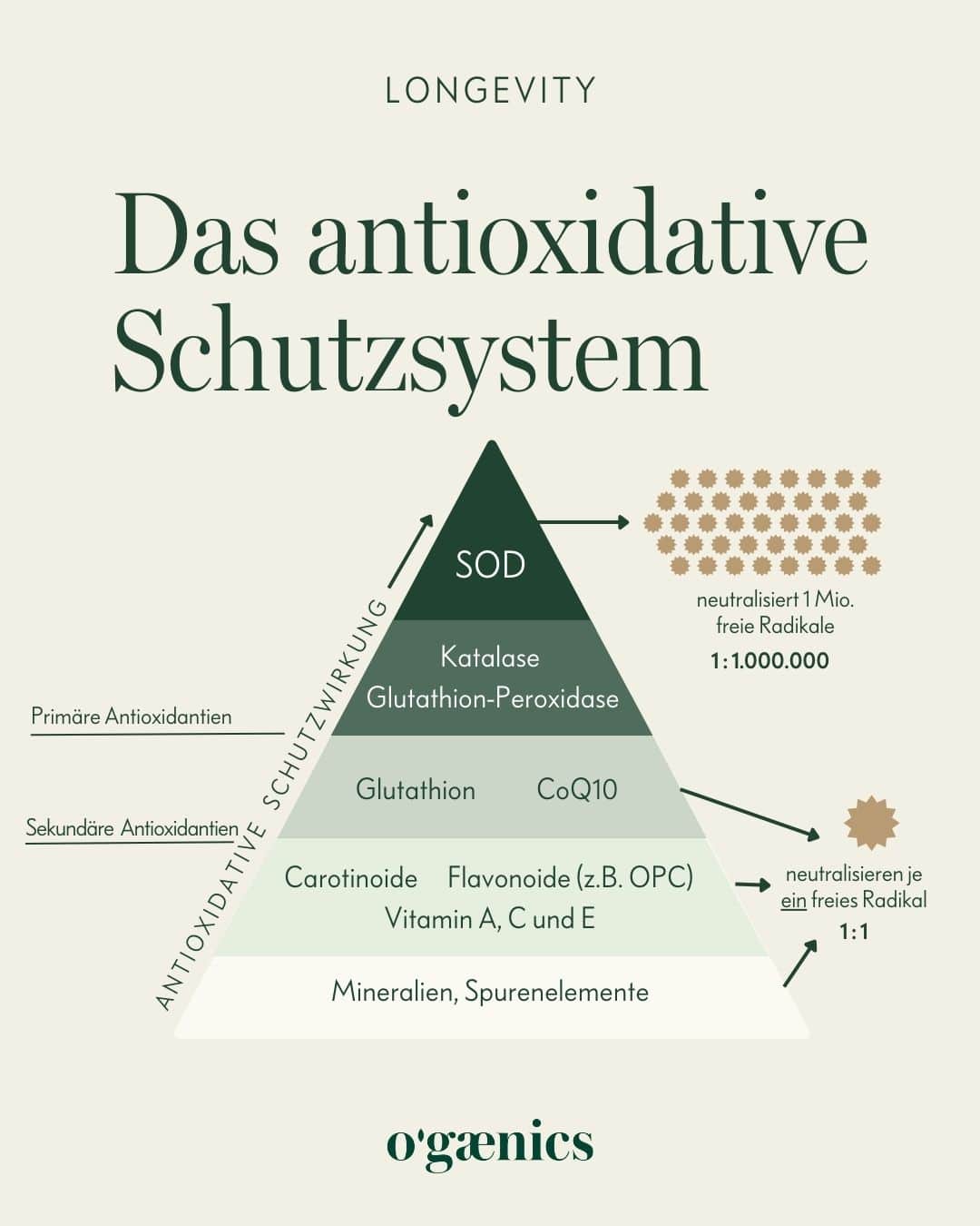 Antioxidantien – Der Schlüssel für Zellschutz und Longevity - Ogaenics